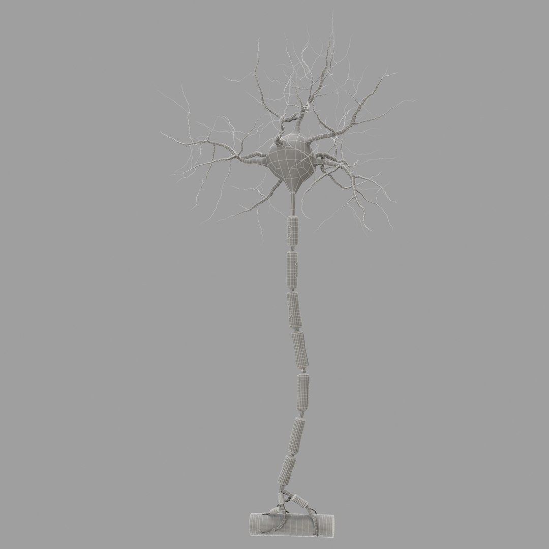 3D Motor Neuron - TurboSquid 1158889