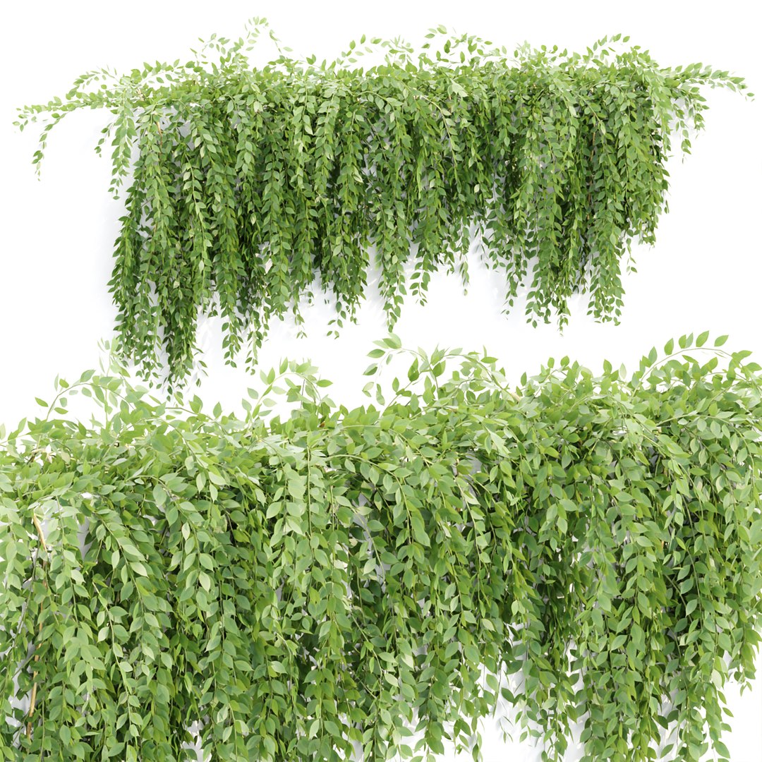 3D Hanging Wall Creeper Plants Collection Vol 7 - TurboSquid 2003597