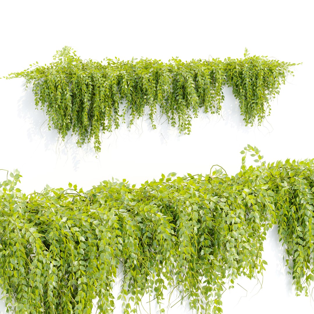 3D Hanging Wall Creeper Plants Collection Vol 7 - TurboSquid 2003597