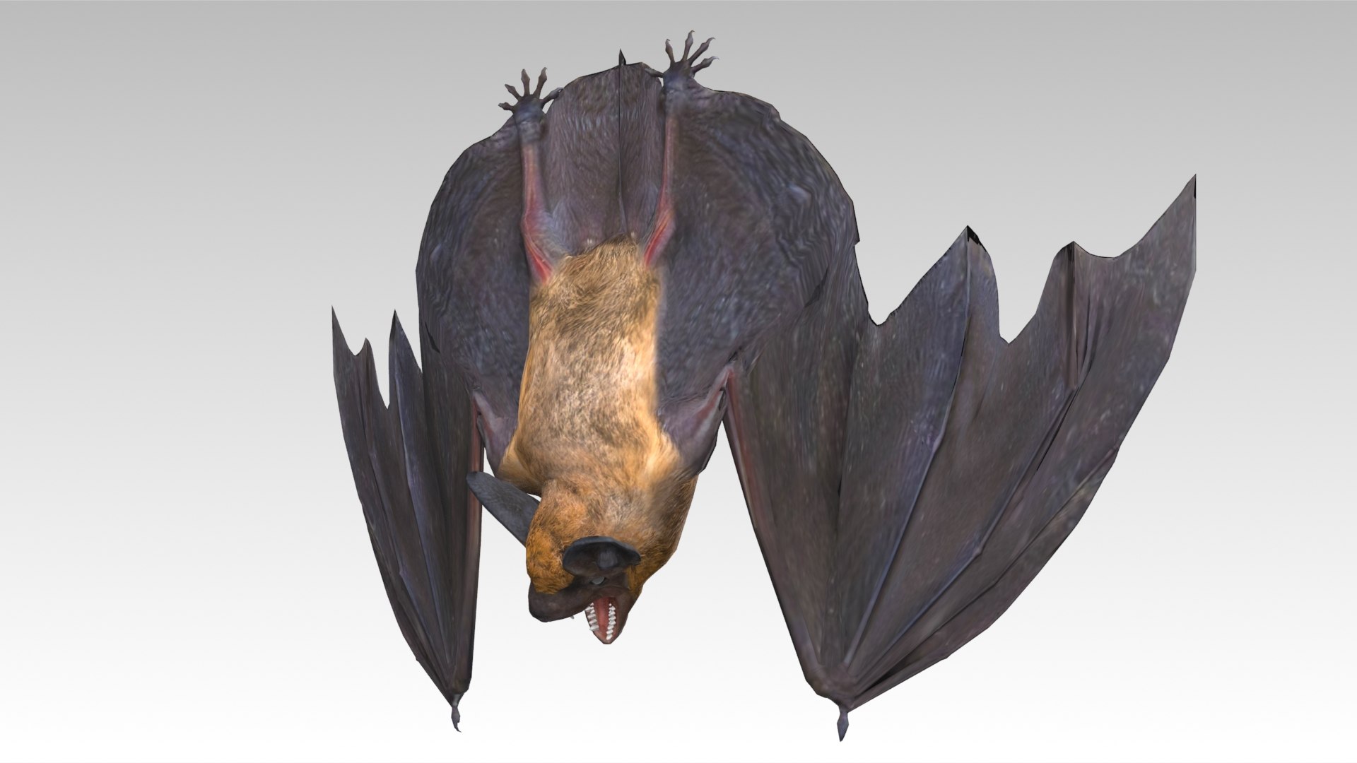 3D Common Pispitrelle Bat - TurboSquid 2226822
