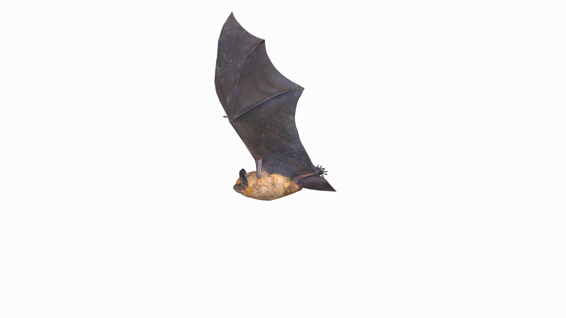 3D Common Pispitrelle Bat - TurboSquid 2226822