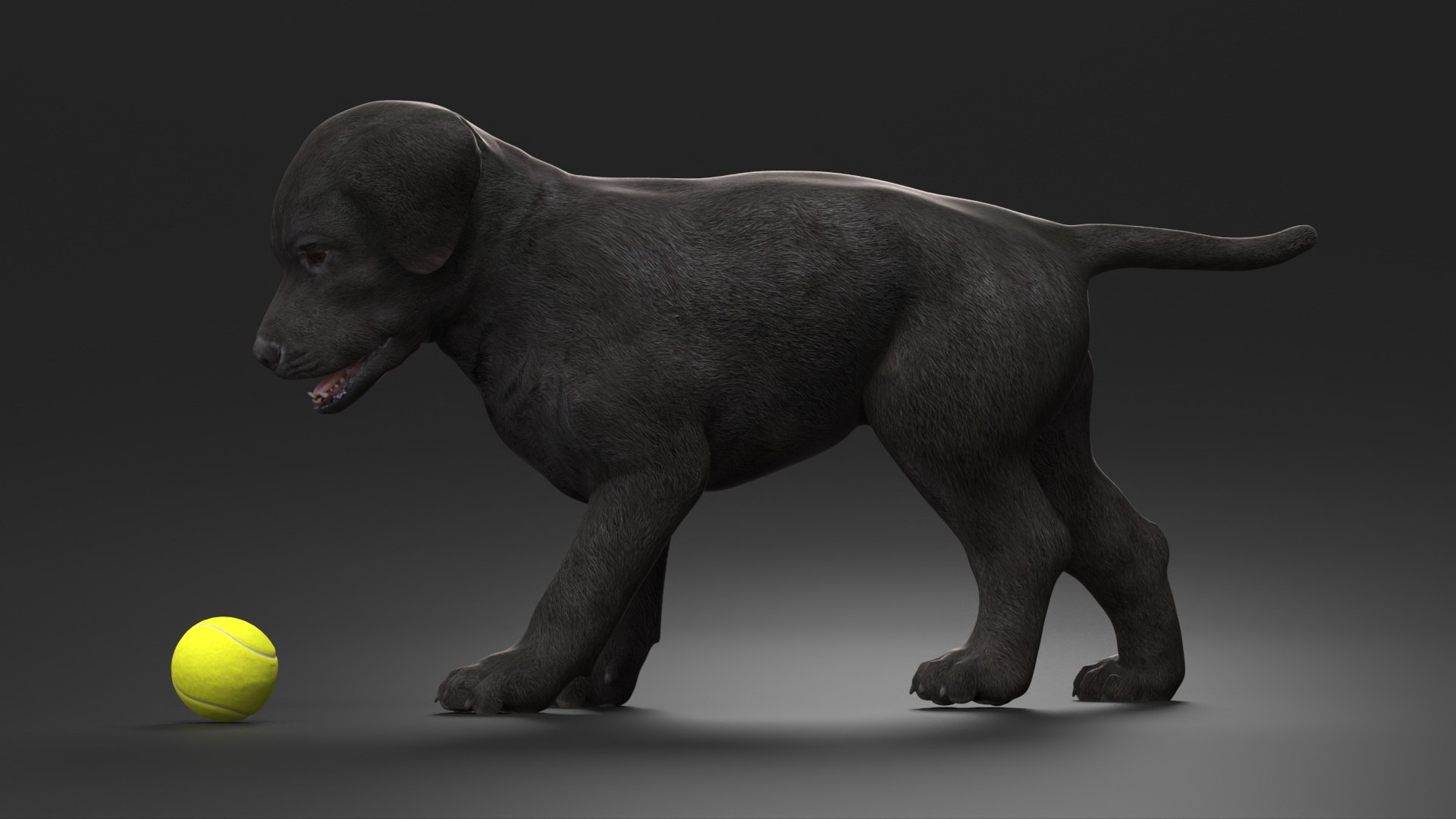 3D Playful Labrador Puppy Playing Animated Rigged - TurboSquid 2411495