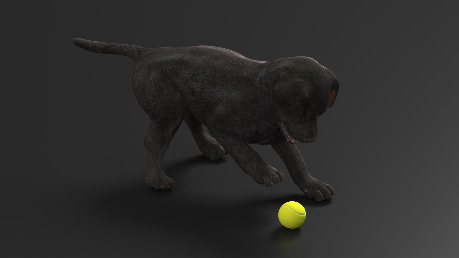 3D Playful Labrador Puppy Playing Animated Rigged - TurboSquid 2411495