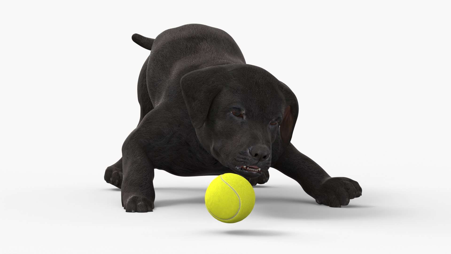 3D Playful Labrador Puppy Playing Animated Rigged - TurboSquid 2411495