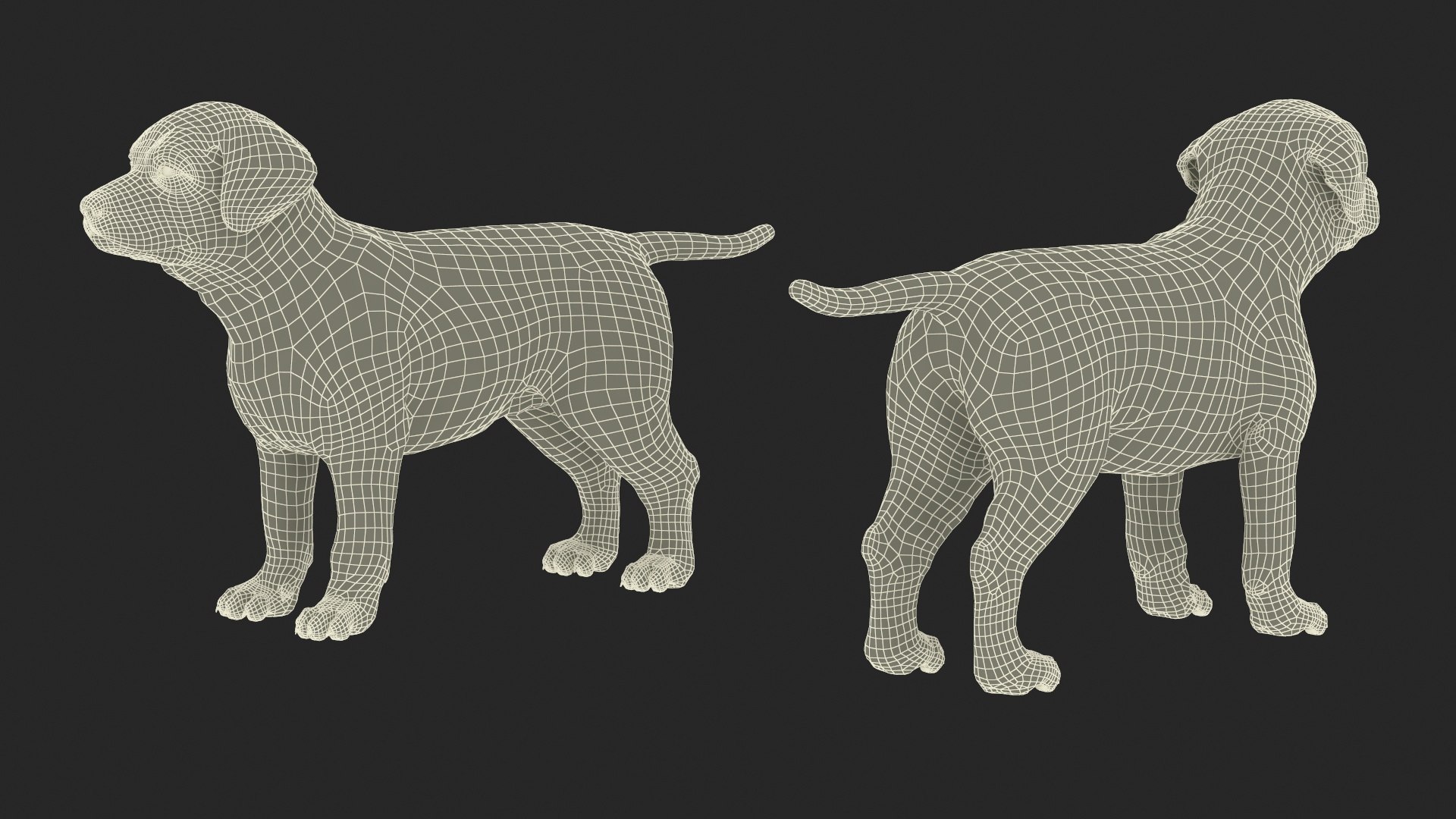 3D Playful Labrador Puppy Playing Animated Rigged - TurboSquid 2411495