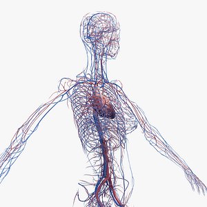 Sistema Circulatorio 3D Modelos para Descargar | TurboSquid