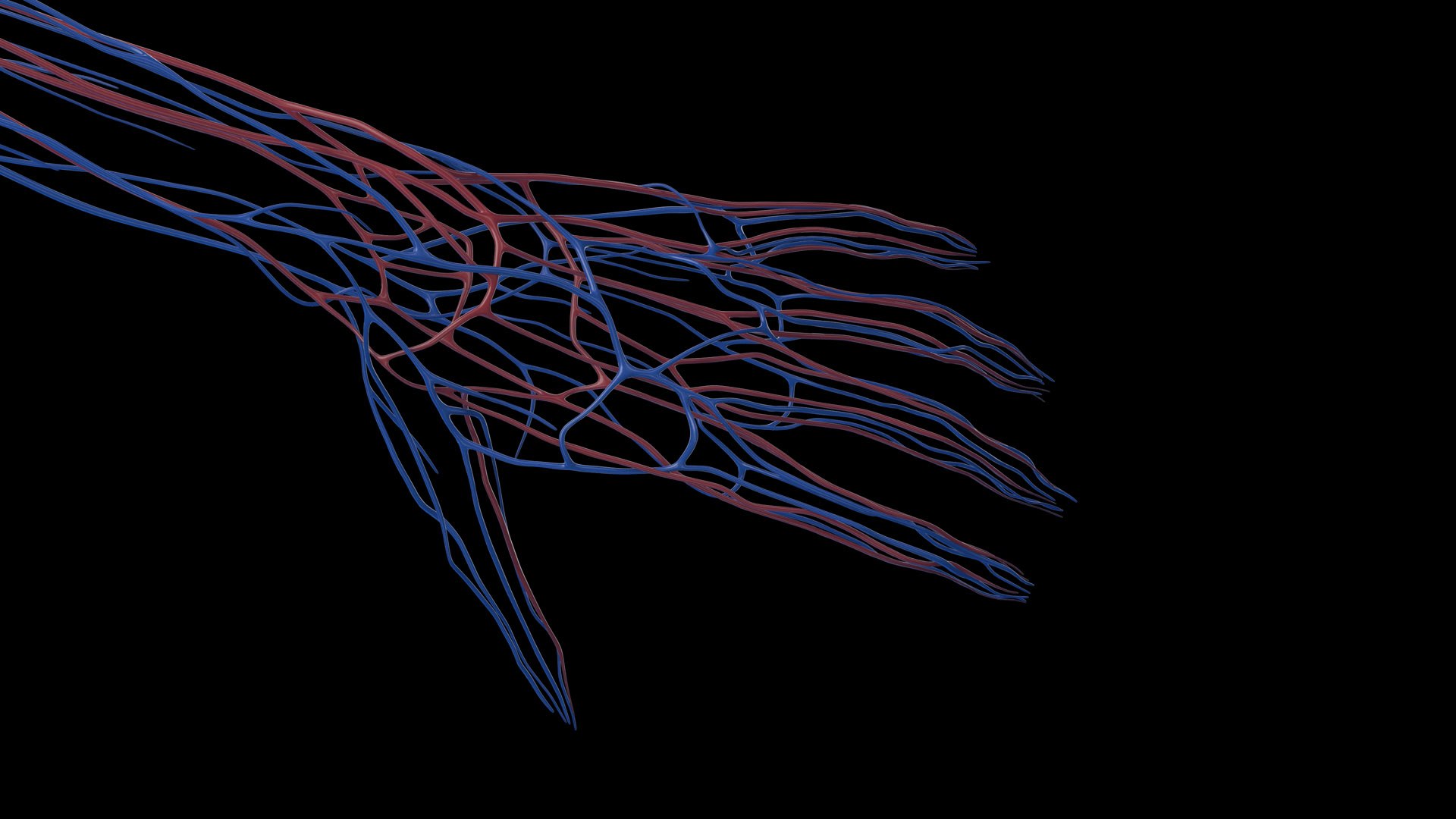 Human Female Vascular System Static 3D model - TurboSquid 2060628