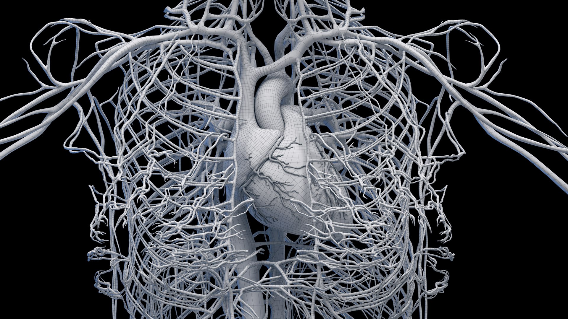 Human Female Vascular System Static 3D model - TurboSquid 2060628