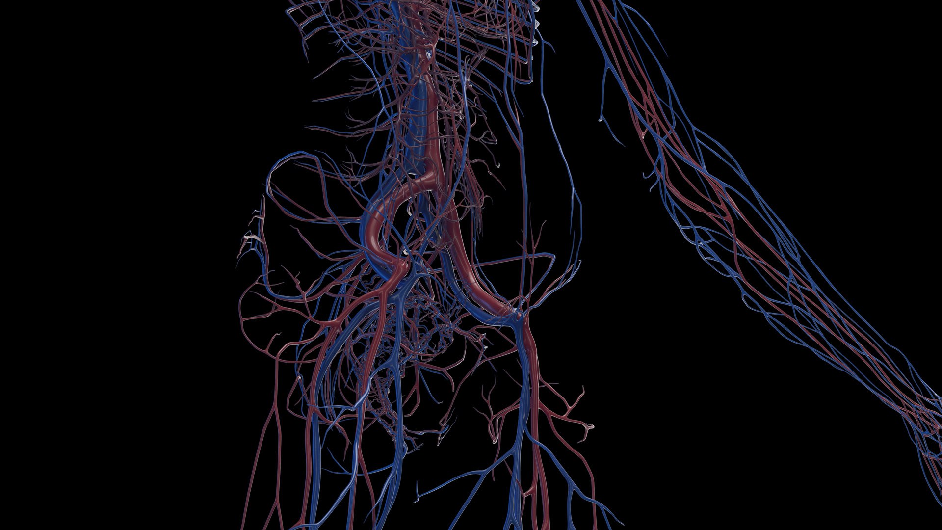 Human Female Vascular System Static 3D Model - TurboSquid 2060628