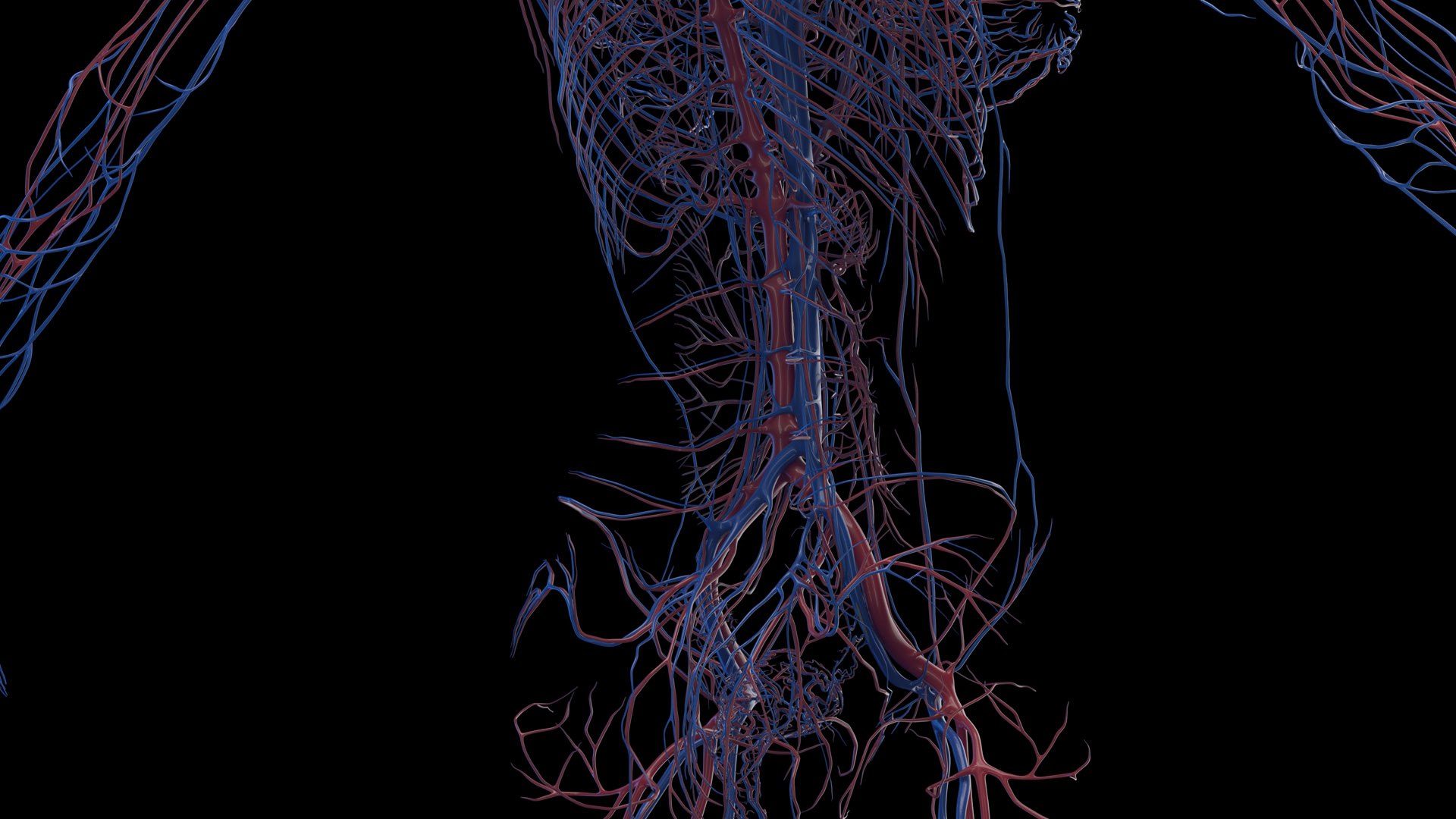 Human Female Vascular System Static 3D Model - TurboSquid 2060628