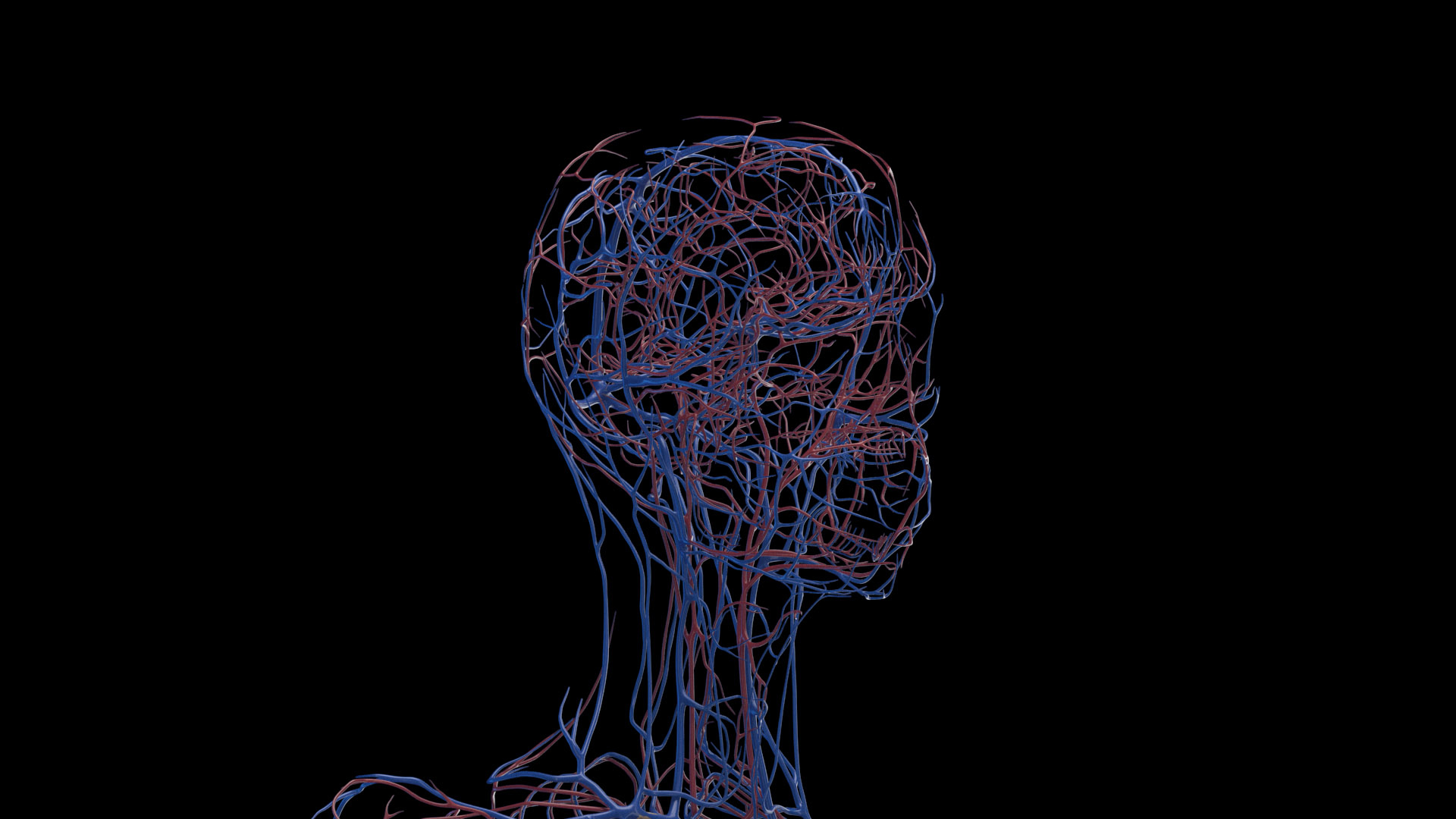 Human Female Vascular System Static 3D Model - TurboSquid 2060628