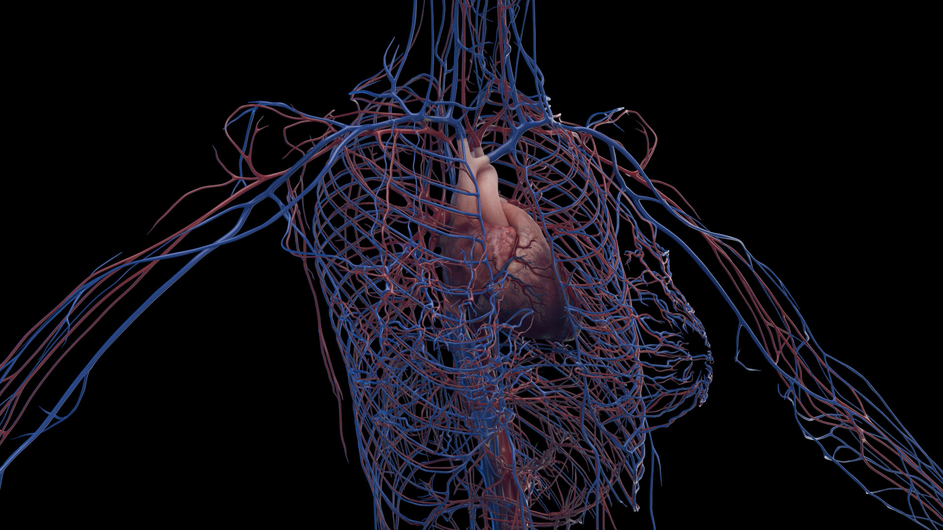 Human Female Vascular System Static 3D Model - TurboSquid 2060628