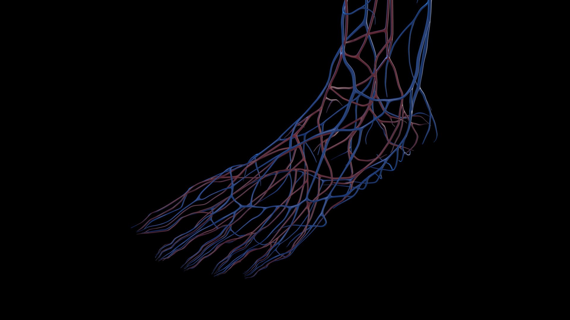 Human Female Vascular System Static 3D Model - TurboSquid 2060628