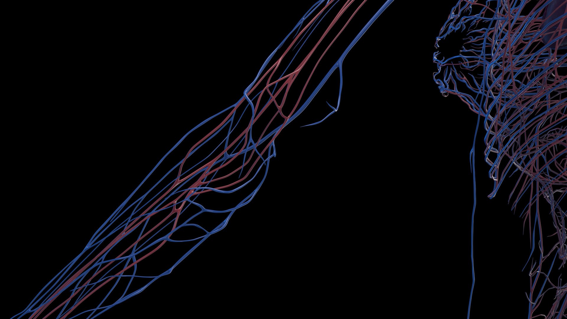 Human Female Vascular System Static 3D model - TurboSquid 2060628