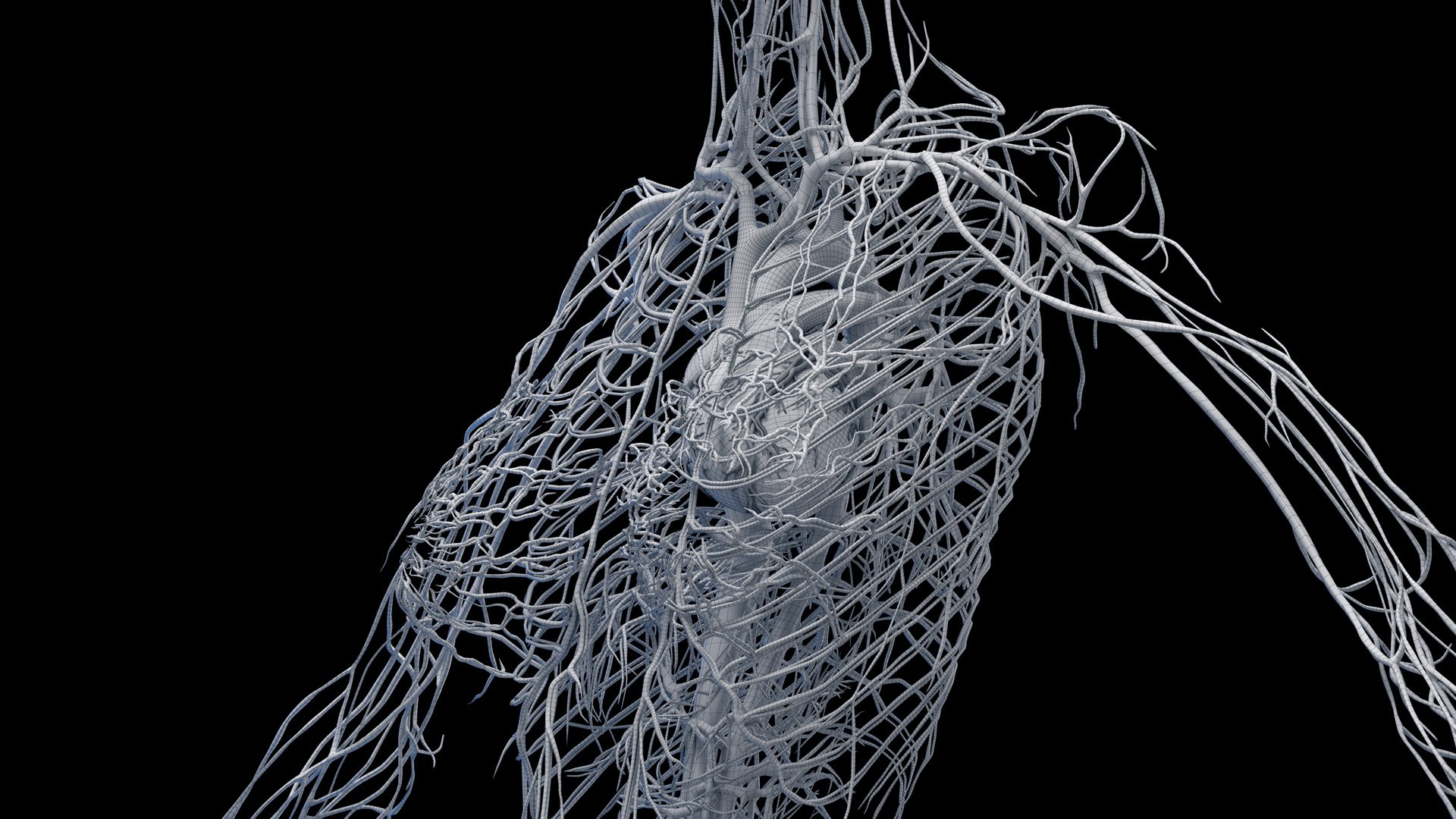Human Female Vascular System Static 3D model - TurboSquid 2060628
