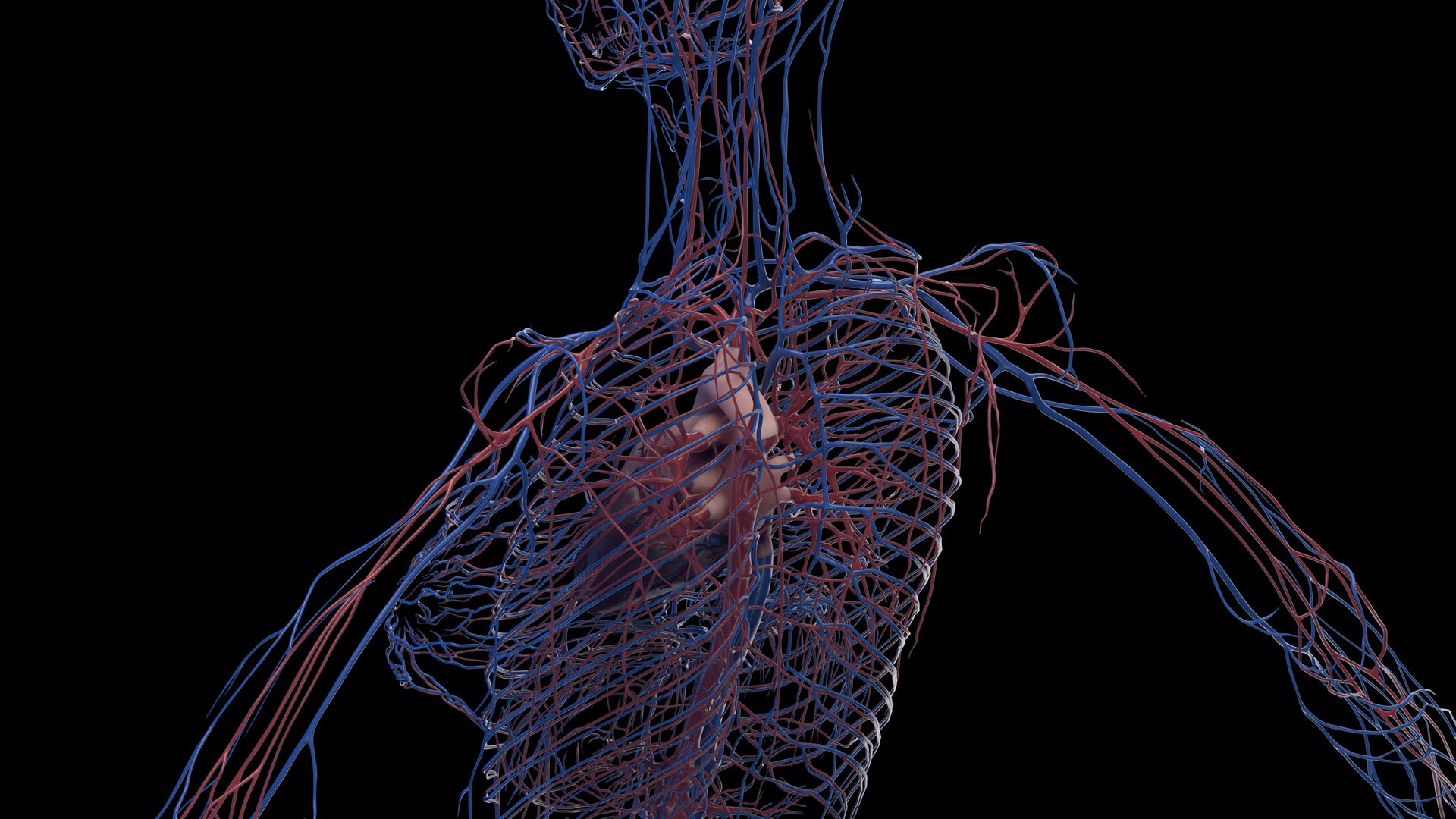 Human Female Vascular System Static 3D Model - TurboSquid 2060628