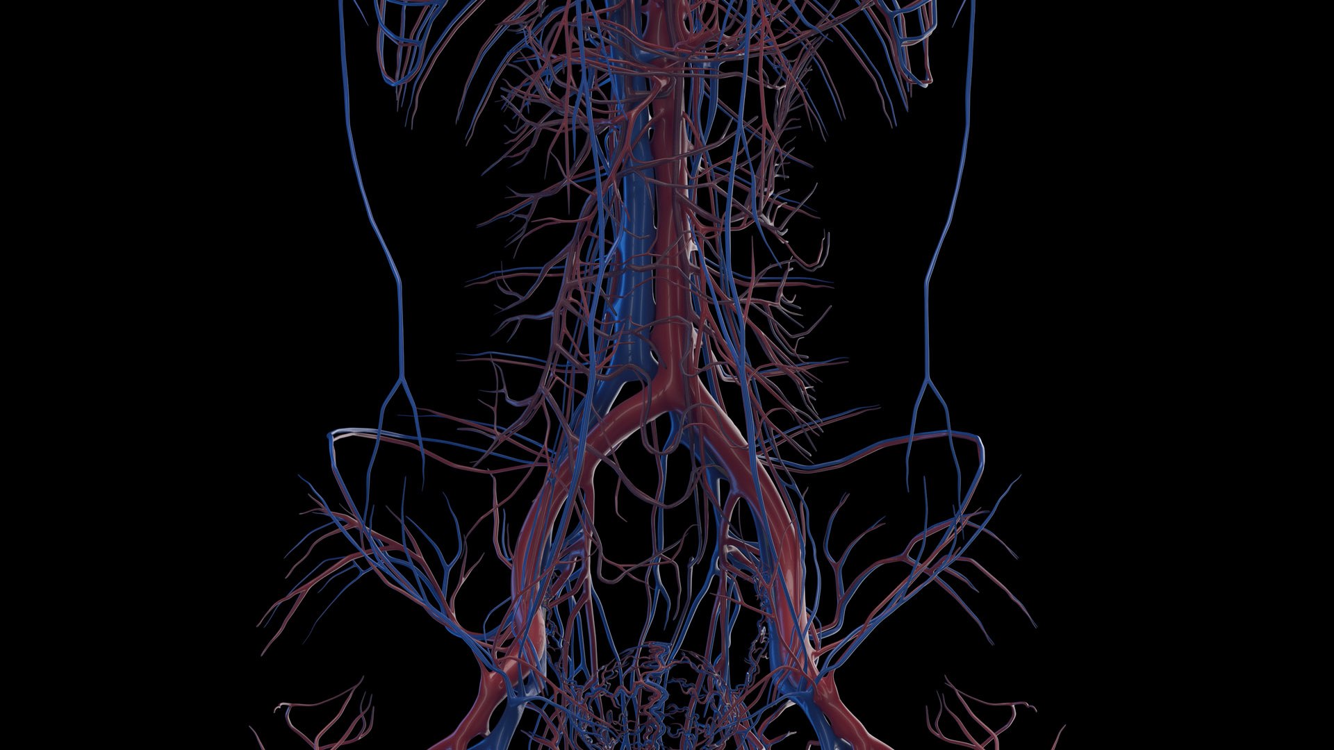 Human Female Vascular System Static 3D model - TurboSquid 2060628