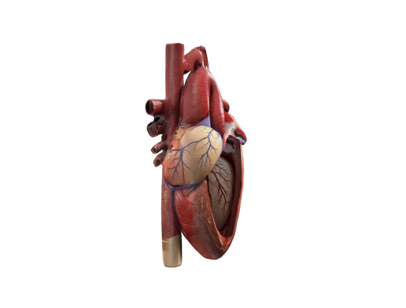 3D Human Heart Anatomy With Cross Section 3D Model - TurboSquid 2321350