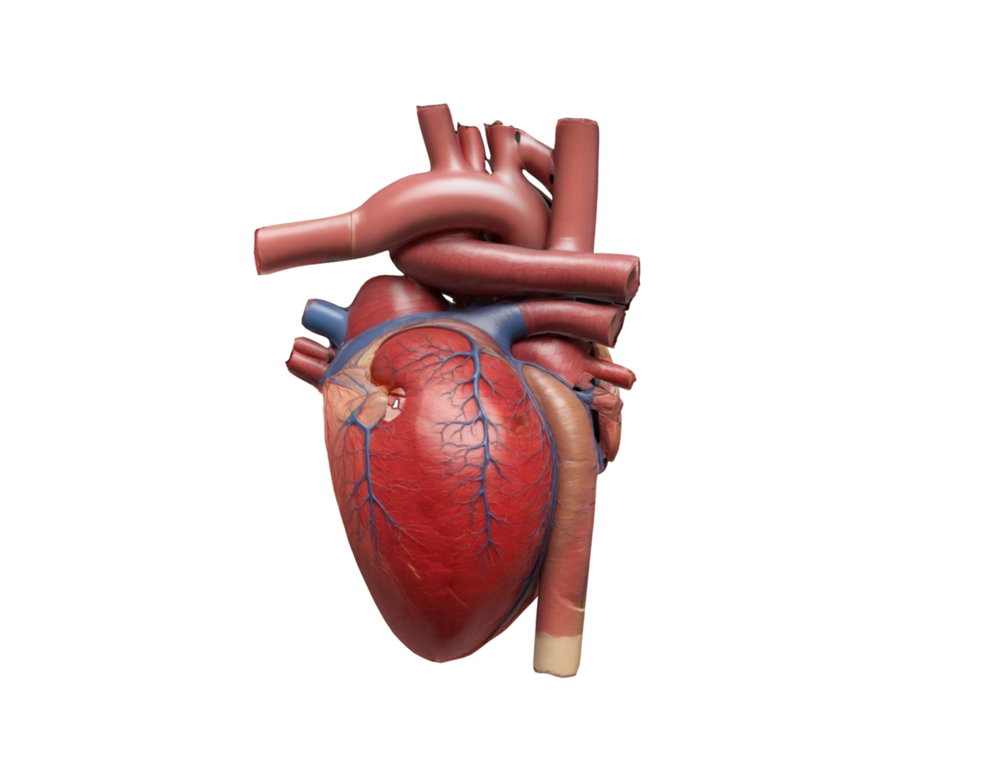 3D Human Heart Anatomy With Cross Section 3D Model - TurboSquid 2321350