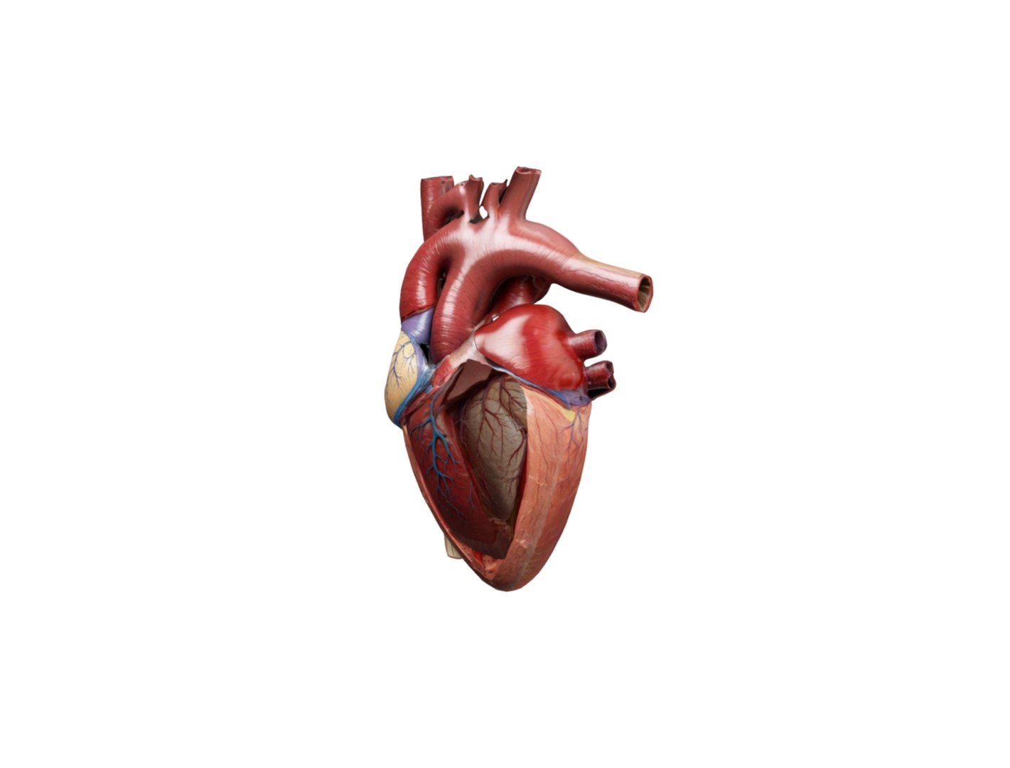 3D Human Heart Anatomy With Cross Section 3D Model - TurboSquid 2321350