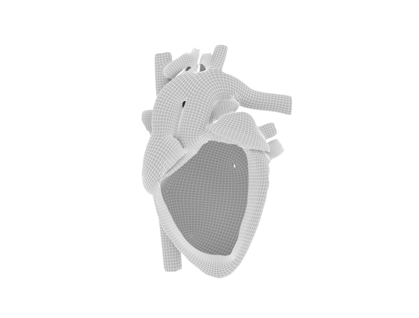 3D Human Heart Anatomy With Cross Section 3D Model - TurboSquid 2321350