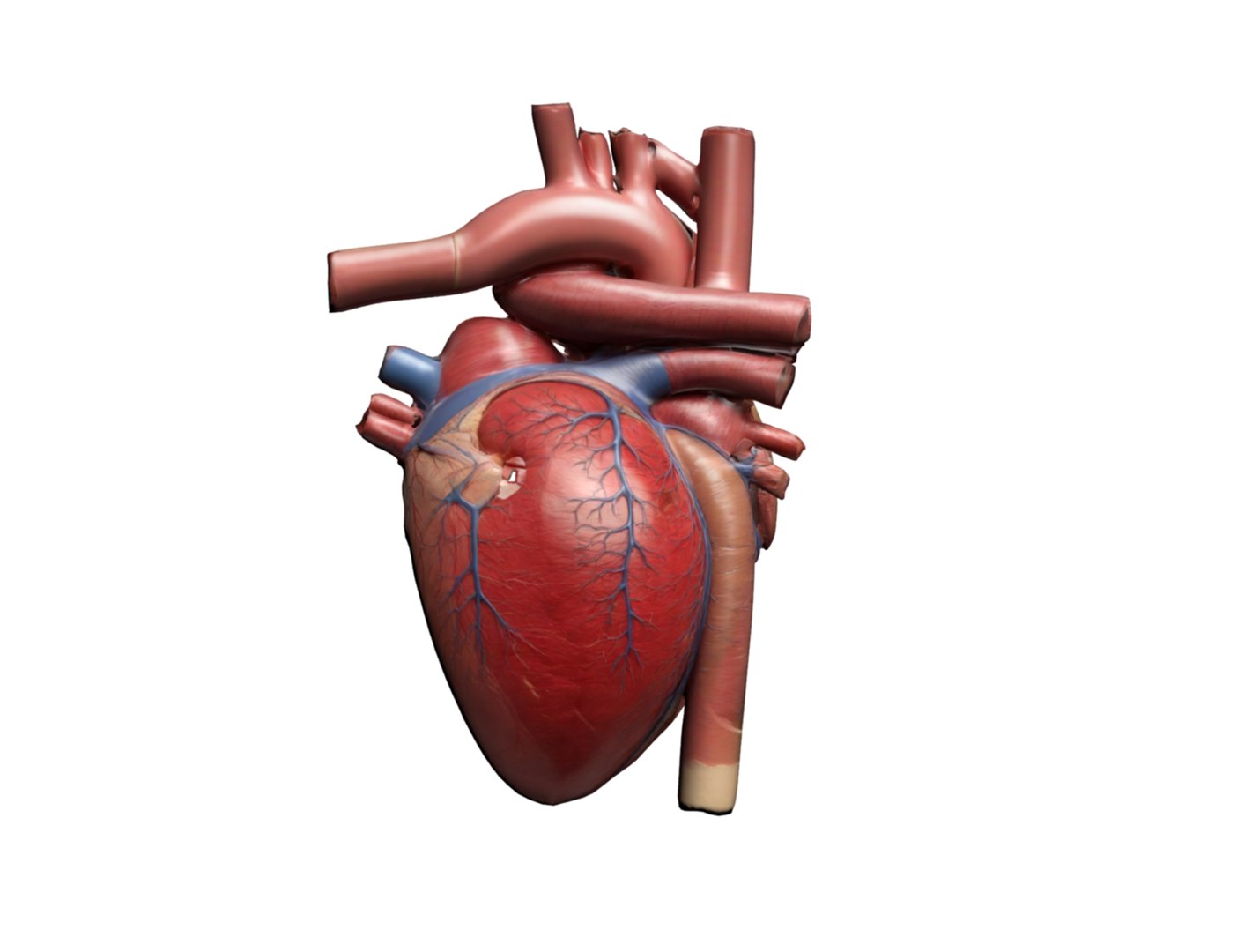 3D Human Heart Anatomy With Cross Section 3D Model - TurboSquid 2321350