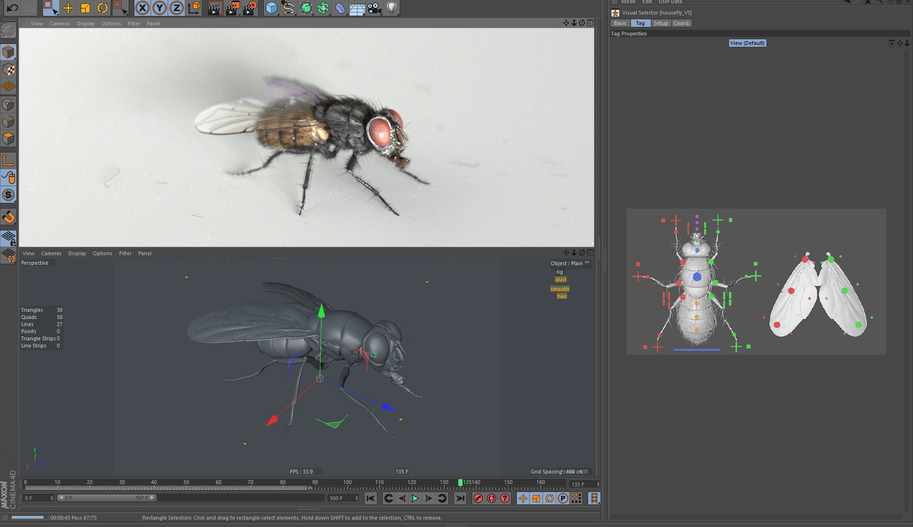 housefly fly 3d c4d