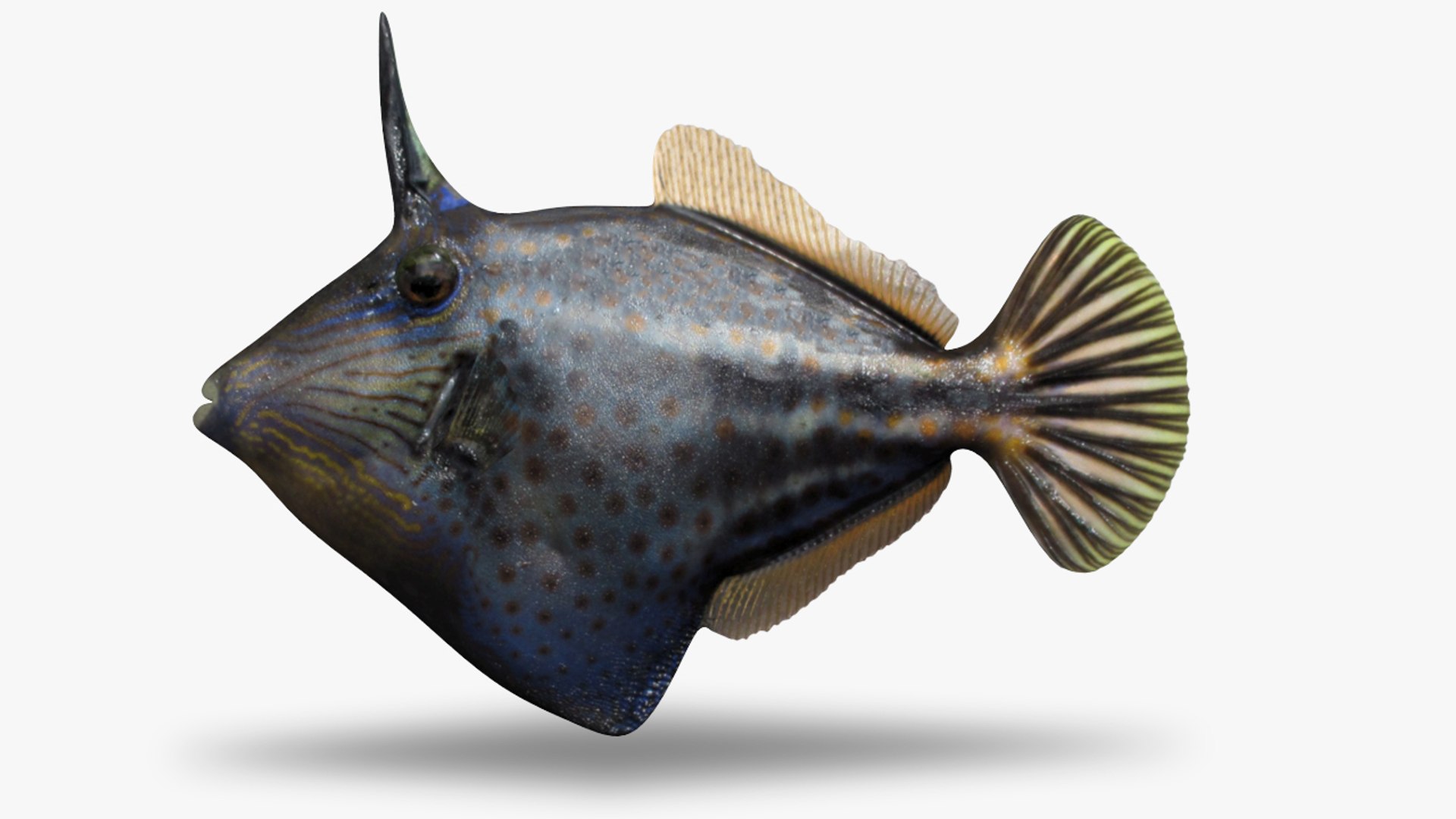 Orangespotted filefish 3D model - TurboSquid 1611336