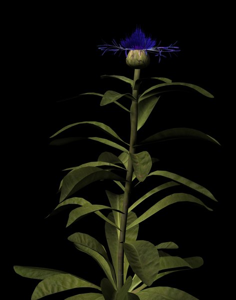 Blue Bachelor 3D Models for Download | TurboSquid