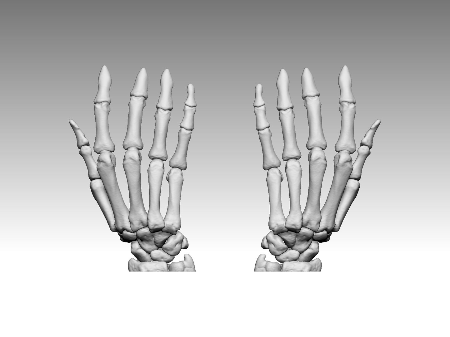 Hand Bones Anatomy 3D - TurboSquid 2385971