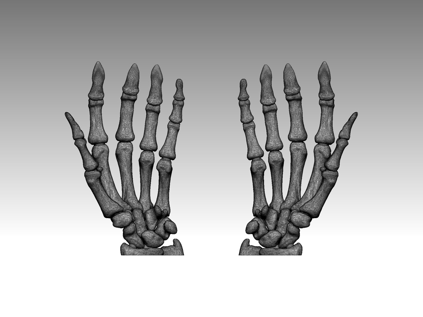 Hand Bones Anatomy 3D - TurboSquid 2385971