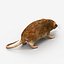 Rat Mouse 3d Model
