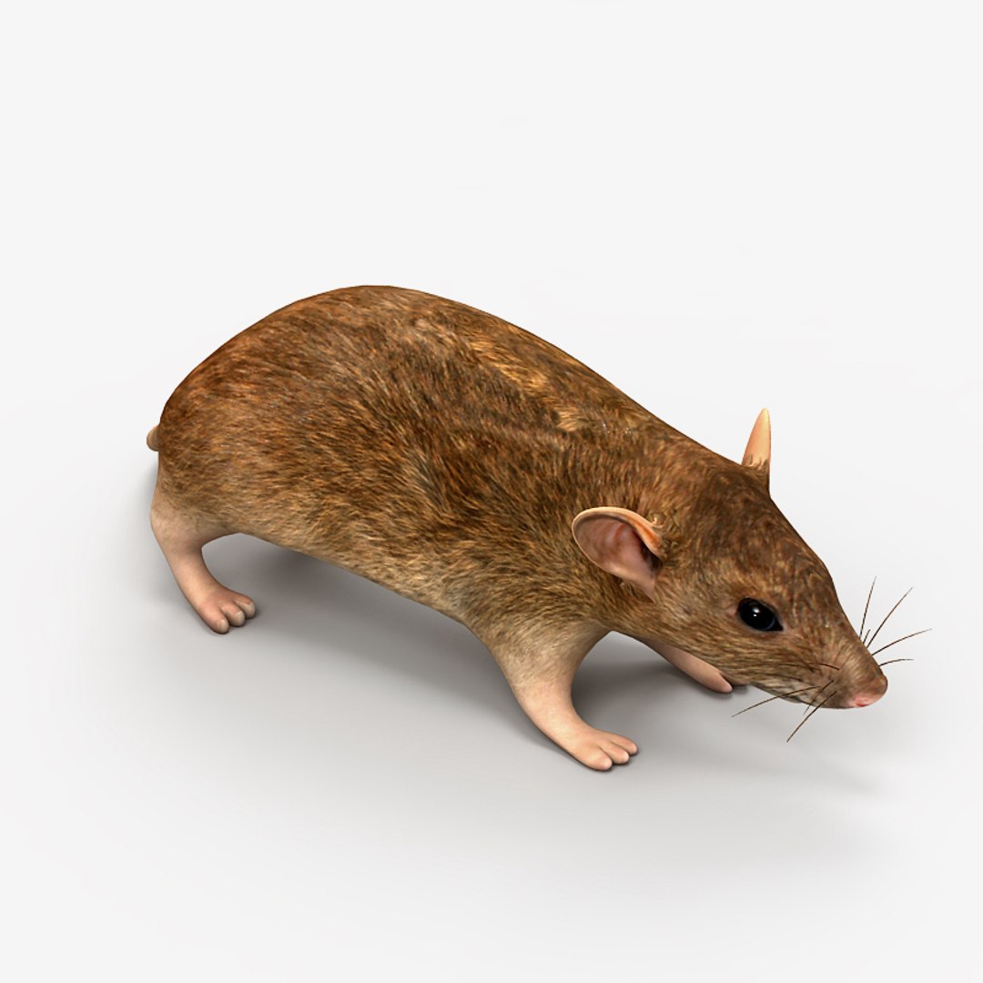 Rat Mouse 3d Model
