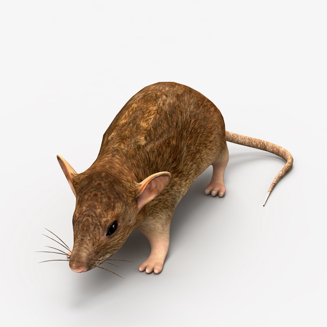 Rat Mouse 3d Model