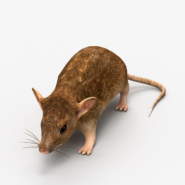 rat mouse 3d model
