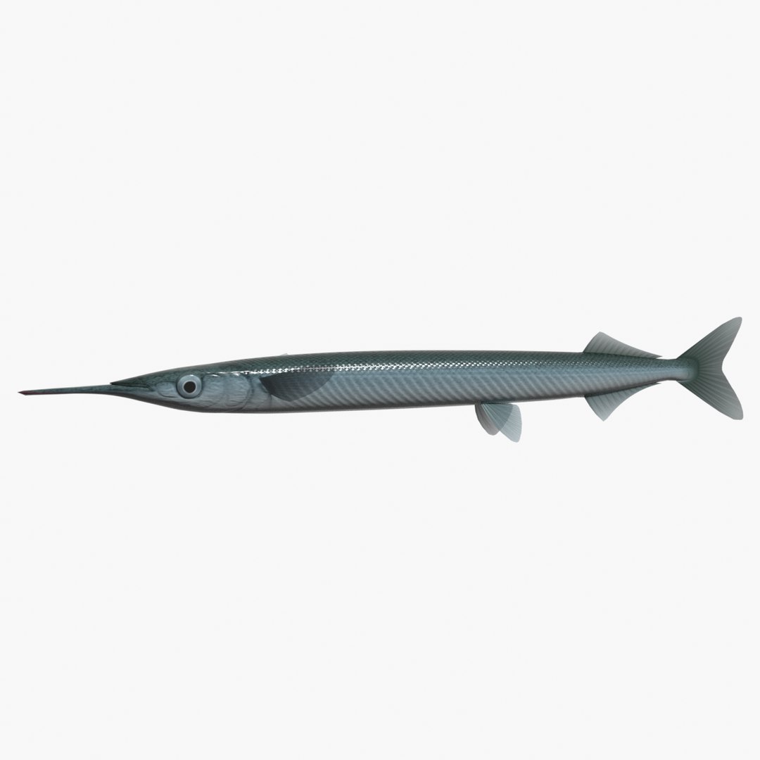 3ds max japanese halfbeak sayori
