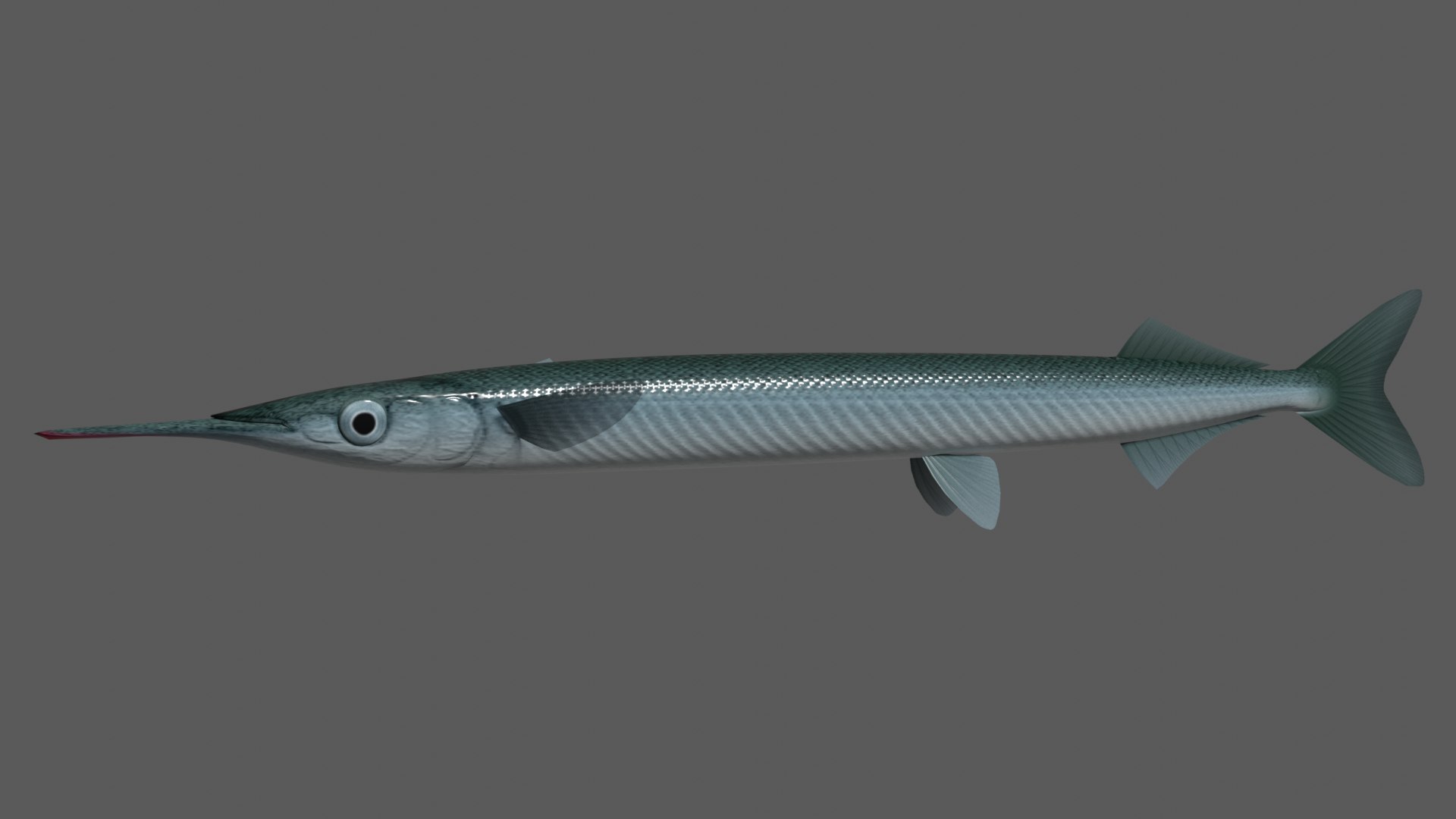 3ds Max Japanese Halfbeak Sayori