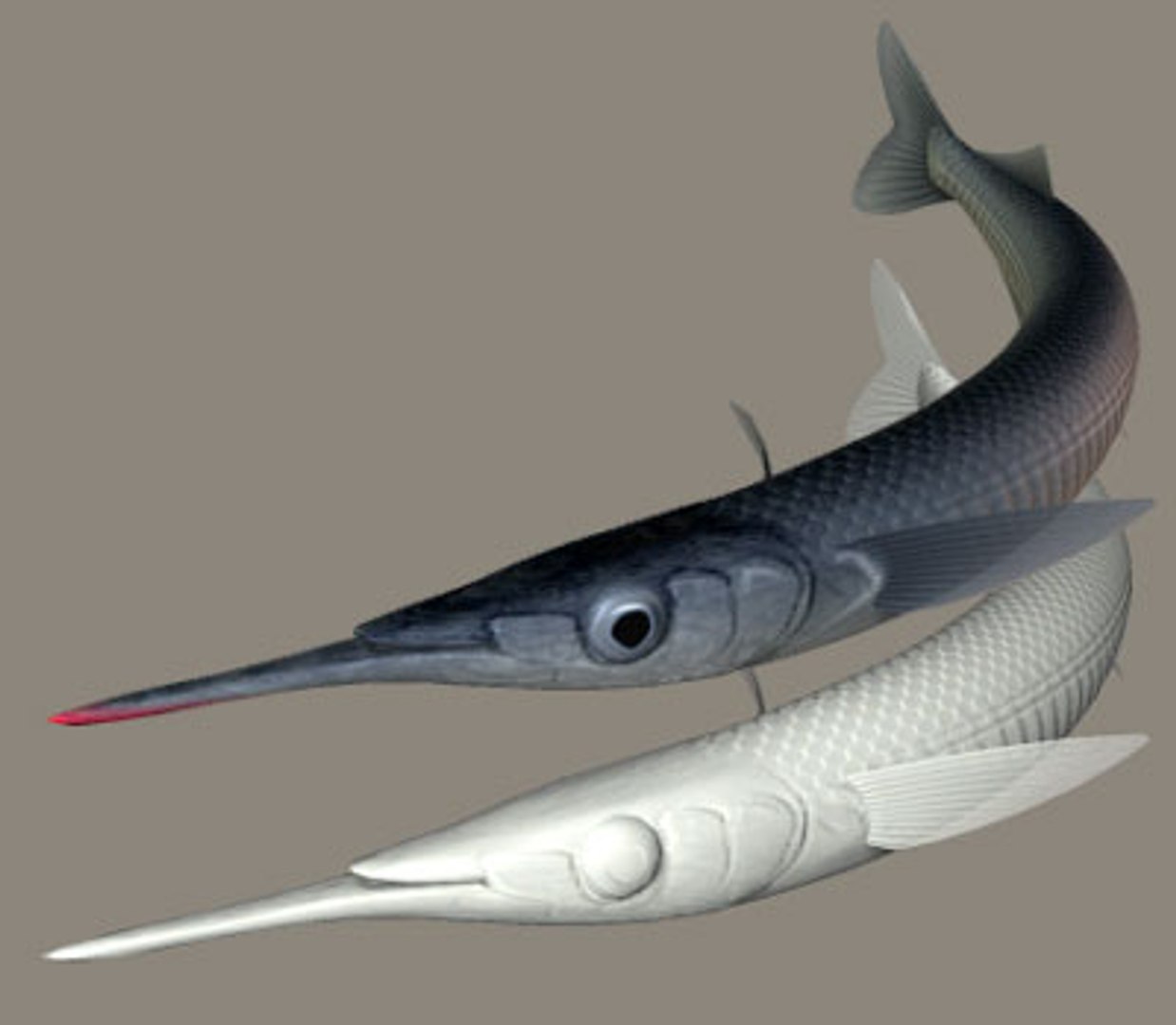 3ds Max Japanese Halfbeak Sayori