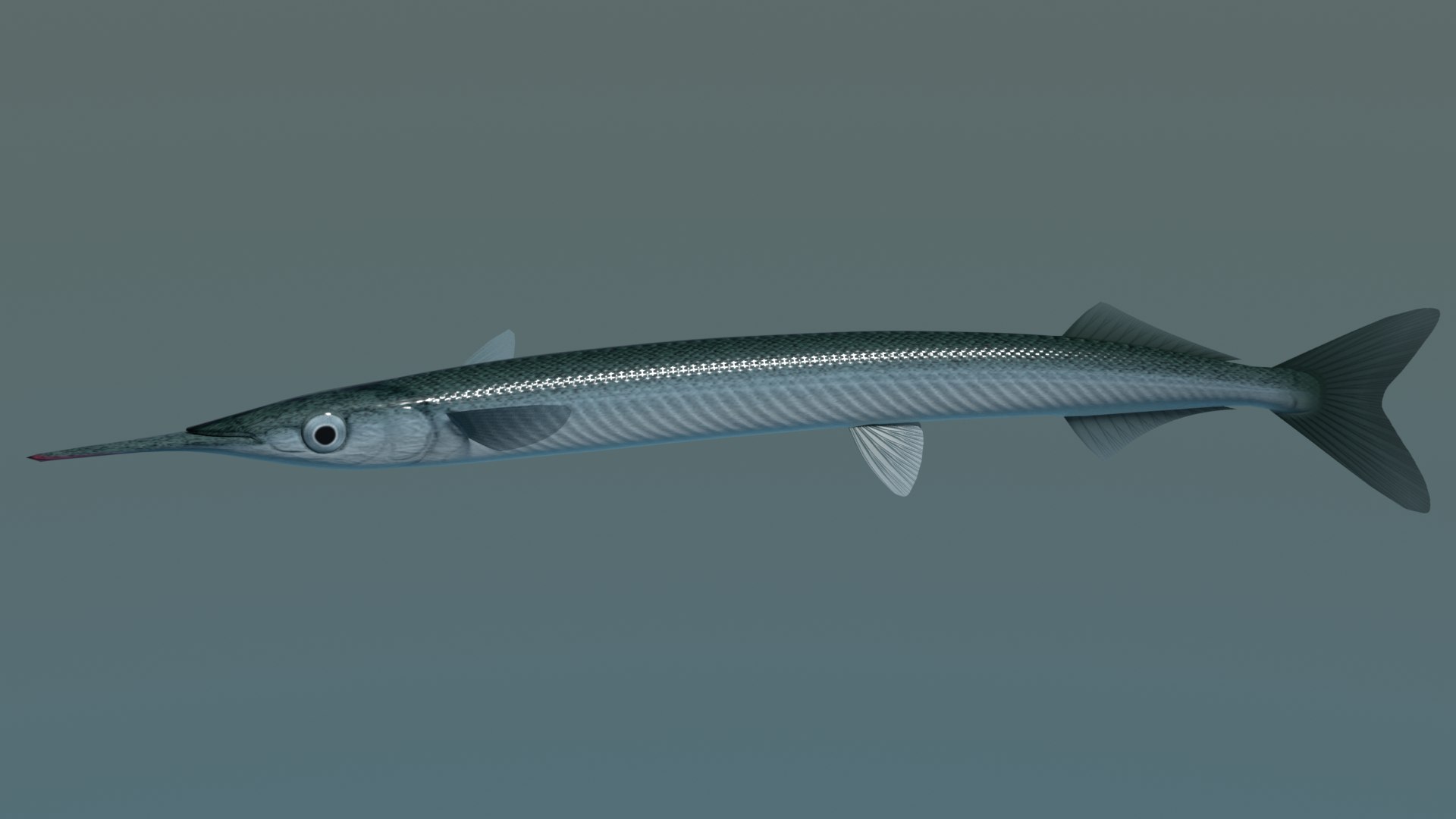 3ds Max Japanese Halfbeak Sayori