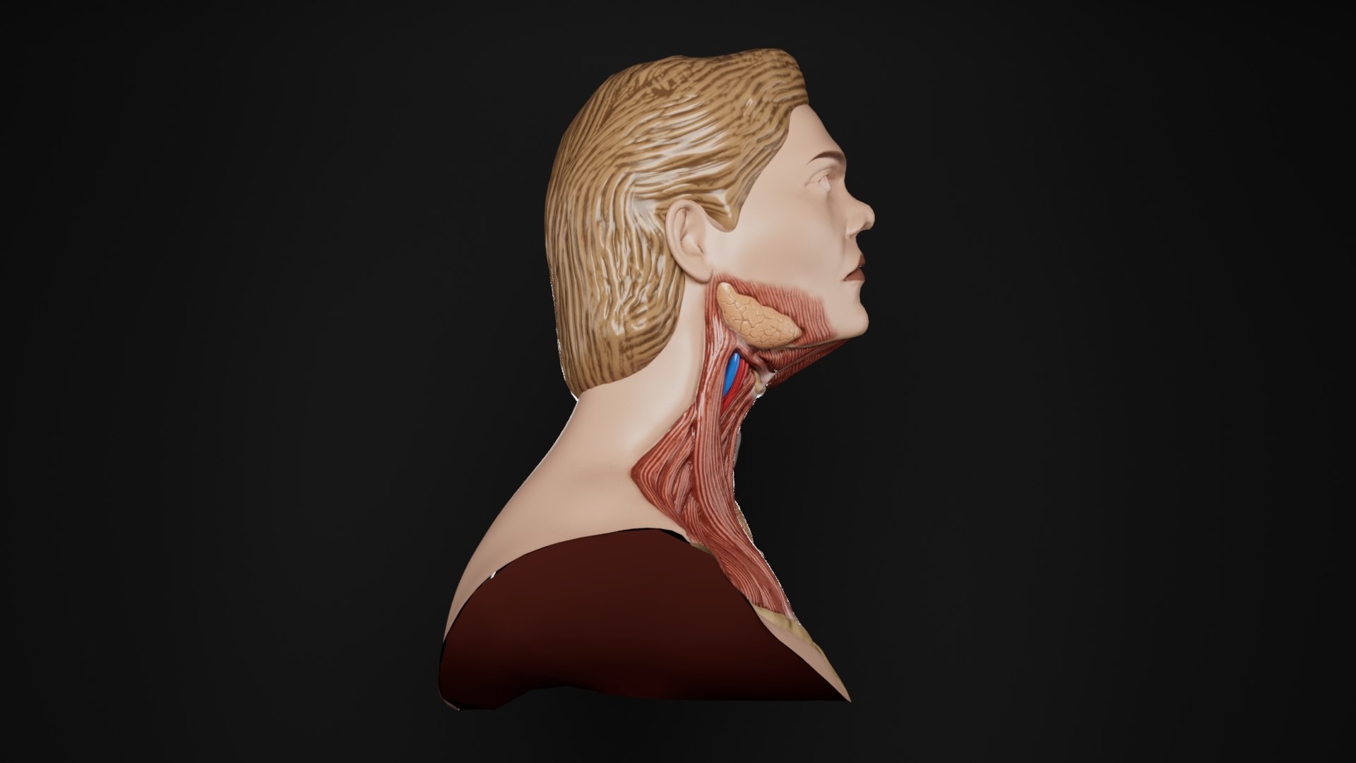 3D Human Anatomy-Muscular System-Neck Anterior Superficial View Model ...