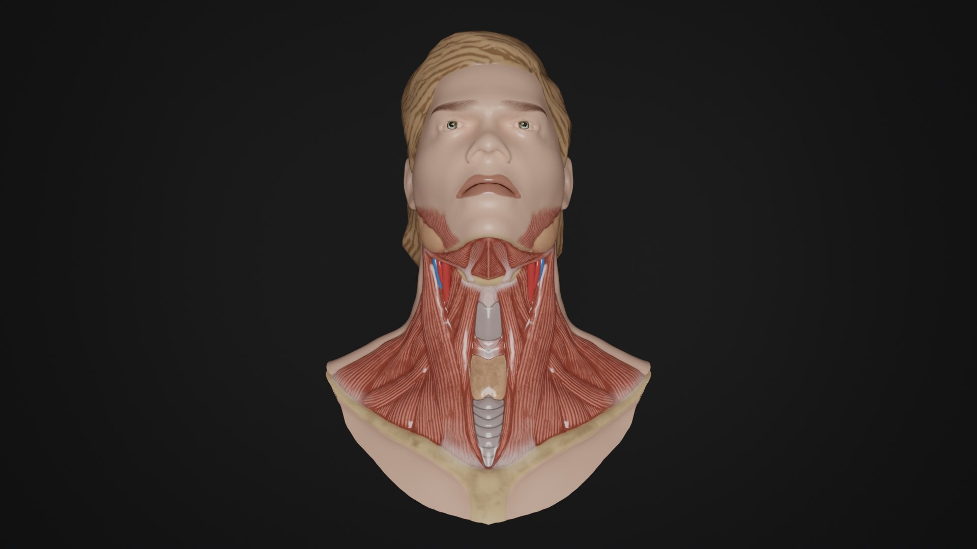 3D Human Anatomy-Neck Anterior Superficial View Model - TurboSquid 2215176