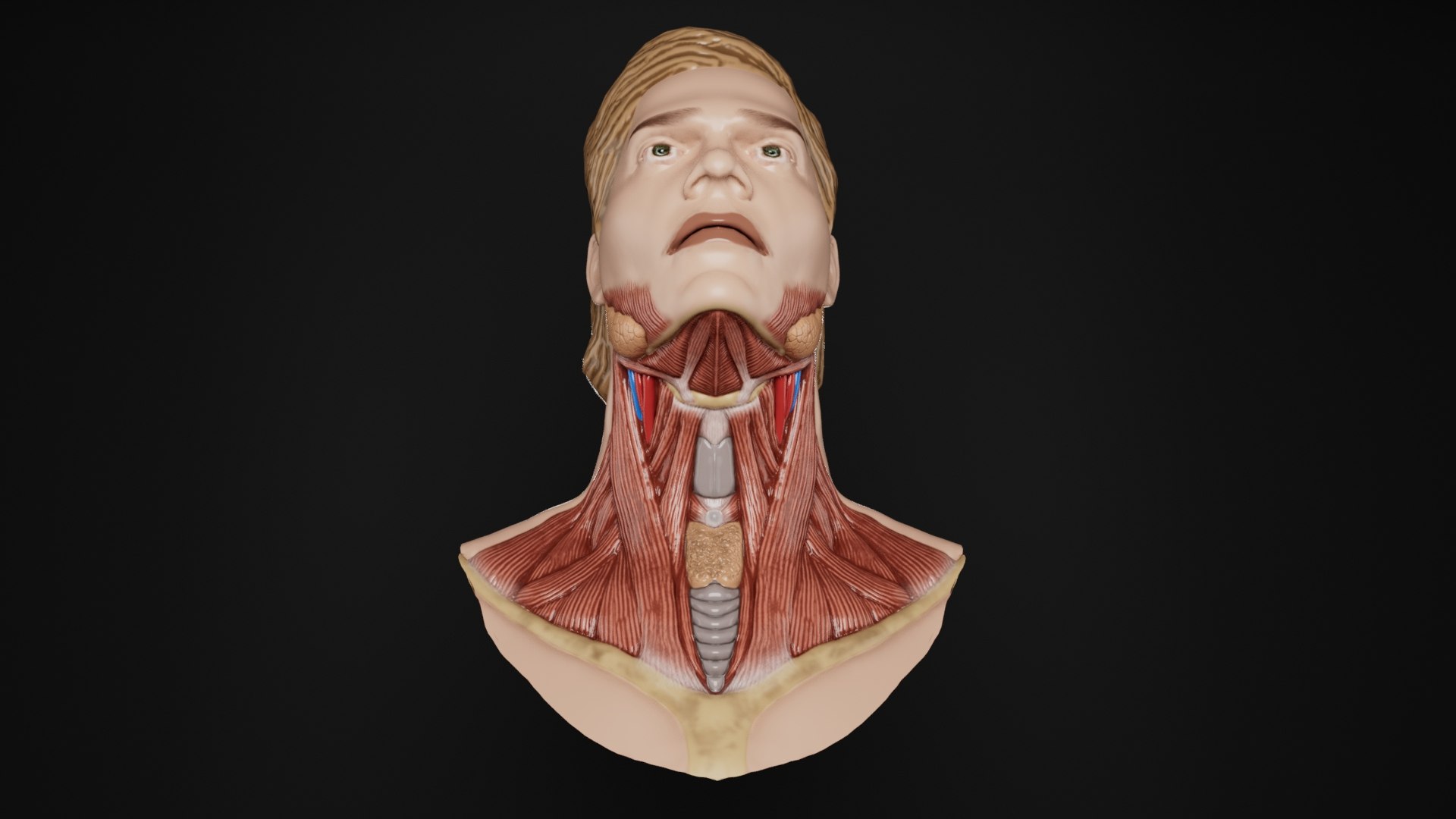 3D Human Anatomy-Neck Anterior Superficial View Model - TurboSquid 2215176