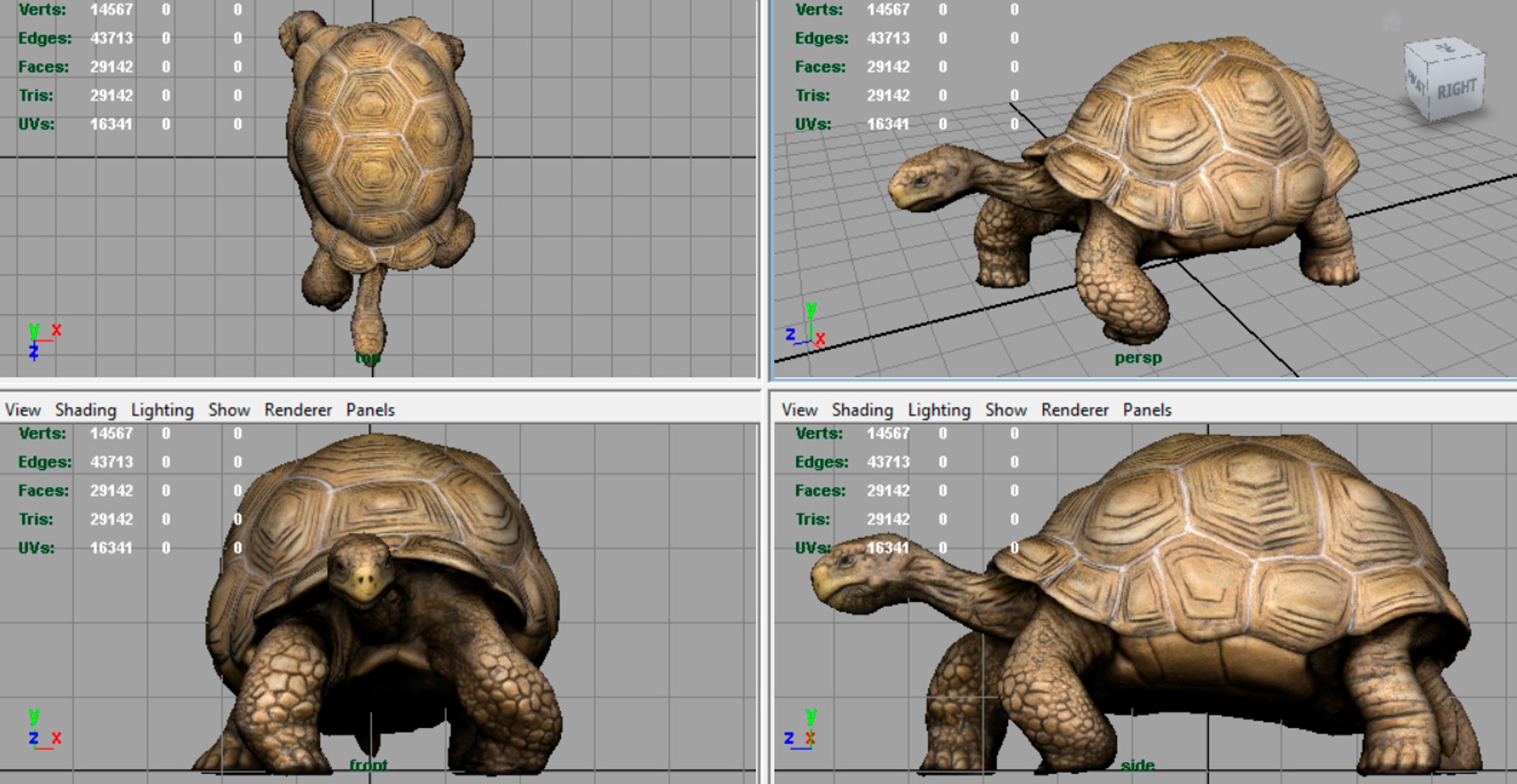 3D Giant Tortoise Model - TurboSquid 1220296