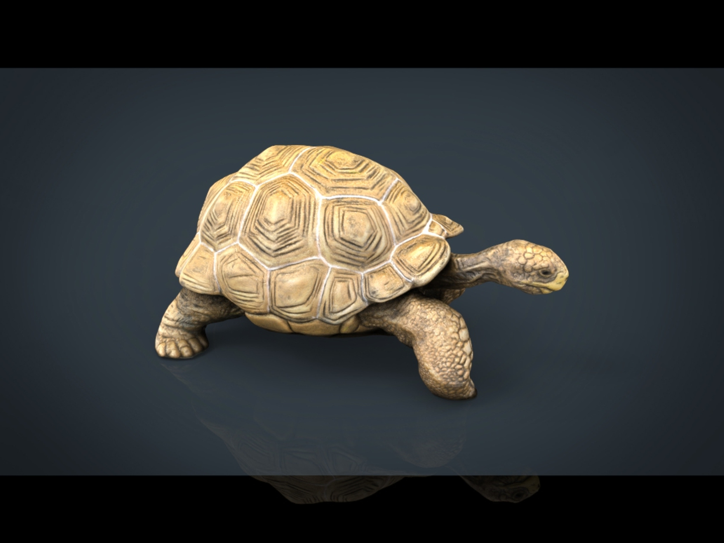 3D Giant Tortoise Model - TurboSquid 1220296