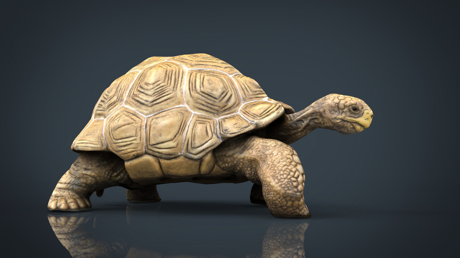 3D Giant Tortoise Model - TurboSquid 1220296