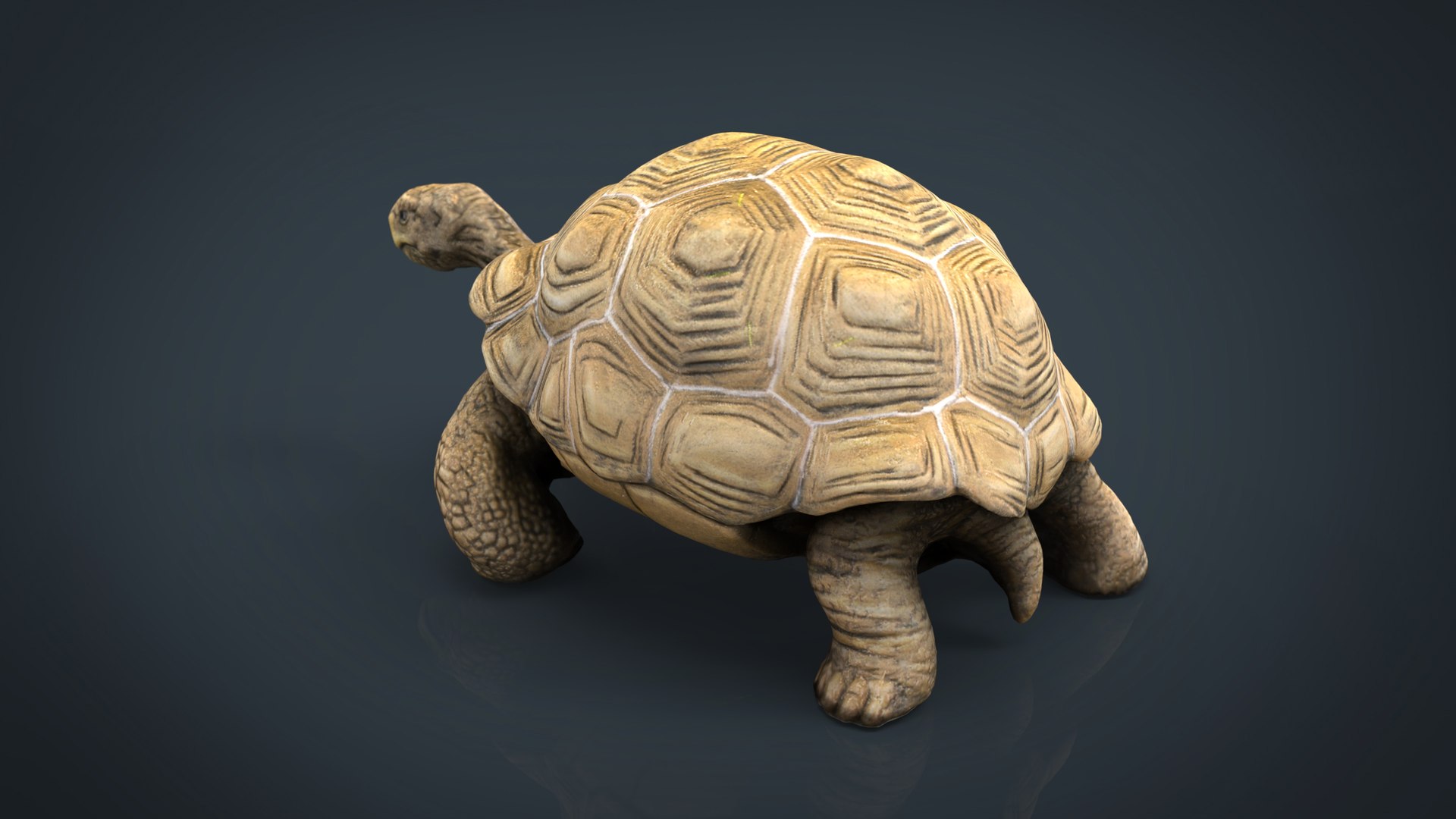 3D Giant Tortoise Model - TurboSquid 1220296