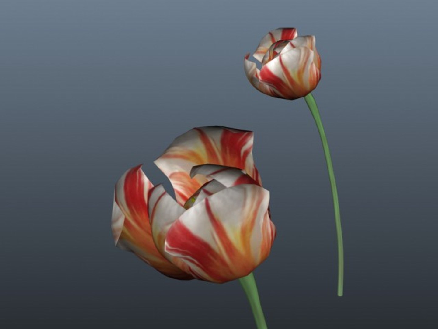 3d Model Set Tulip Flowers