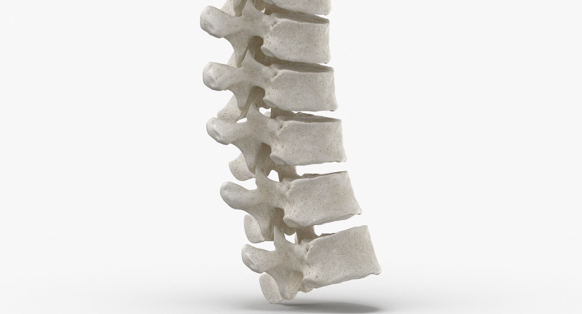 3D Human Thoracic Vertebrae TH1 To TH12 Bones Collection 02 - 2 Models Model - TurboSquid 1923262