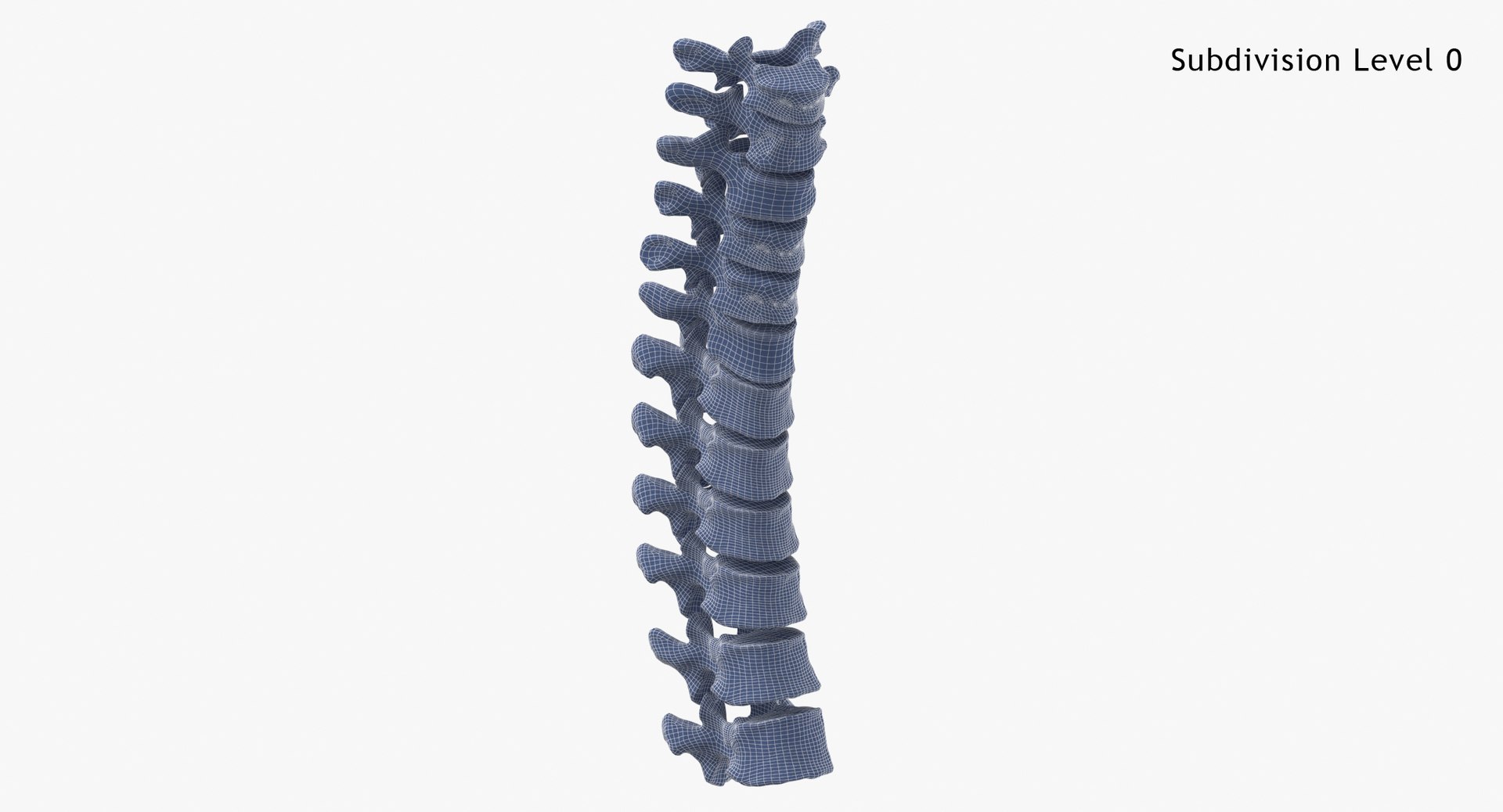 3D Human Thoracic Vertebrae TH1 To TH12 Bones Collection 02 - 2 Models Model - TurboSquid 1923262