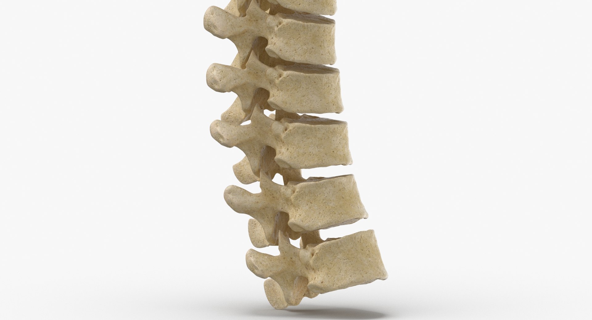 3D Human Thoracic Vertebrae TH1 To TH12 Bones Collection 02 - 2 Models Model - TurboSquid 1923262